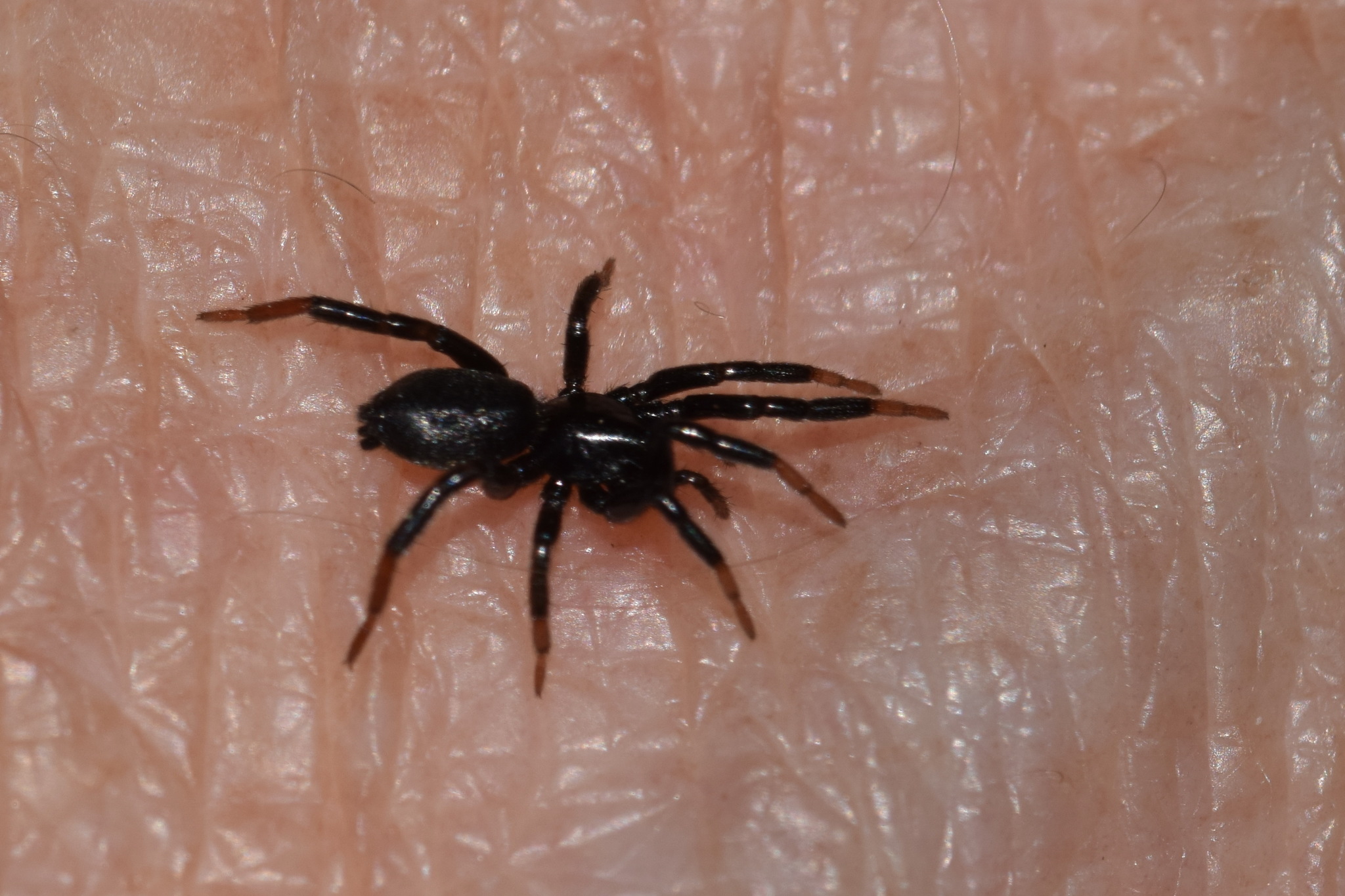 Drassyllus pusillus (C.L.Koch, 1833)