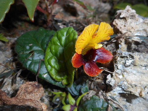 Gesneria depressa · iNaturalist
