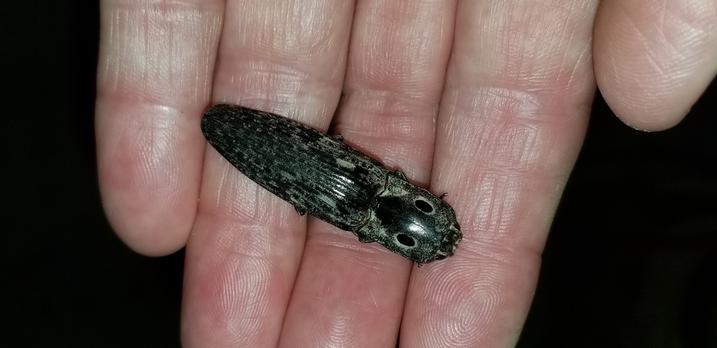 Small-eyed Click Beetle from Walker County, TX, USA on March 30, 2021 ...