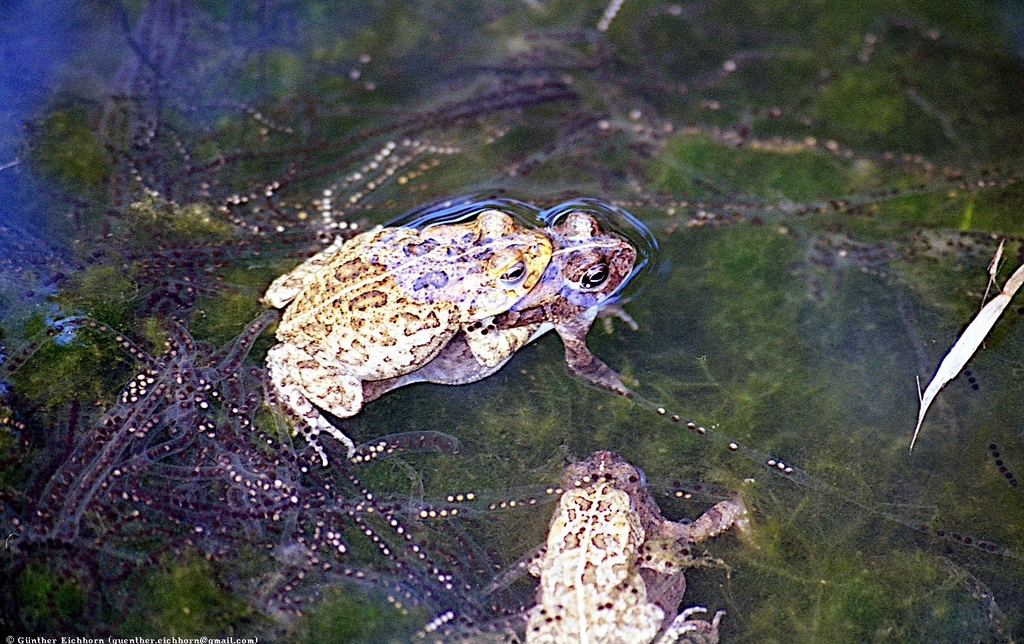 Guttural Toad from Savanne District, Mauritius on June 15, 2001 at 10: ...
