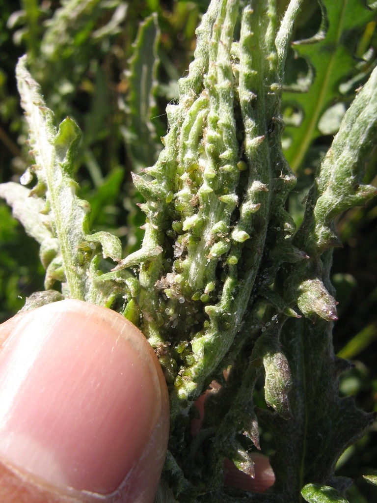 Cutleaf burnweed (Beginners Guide to Canterbury Flora) · BioDiversity4All