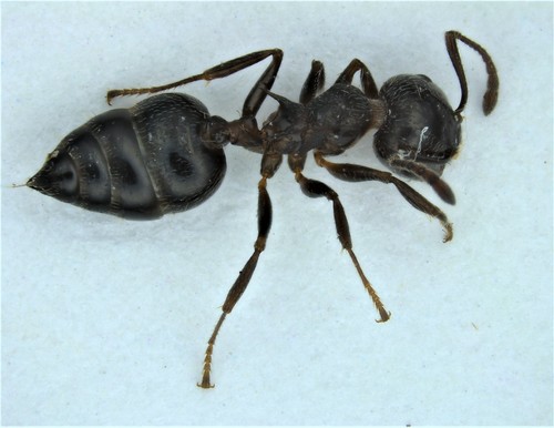 Hairy-headed Acrobat Ant (Ants of Loudoun) · iNaturalist