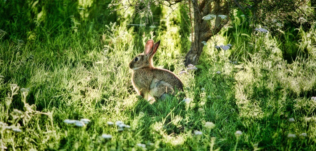 European Rabbits (Oryctolagus) - Know Your Mammals