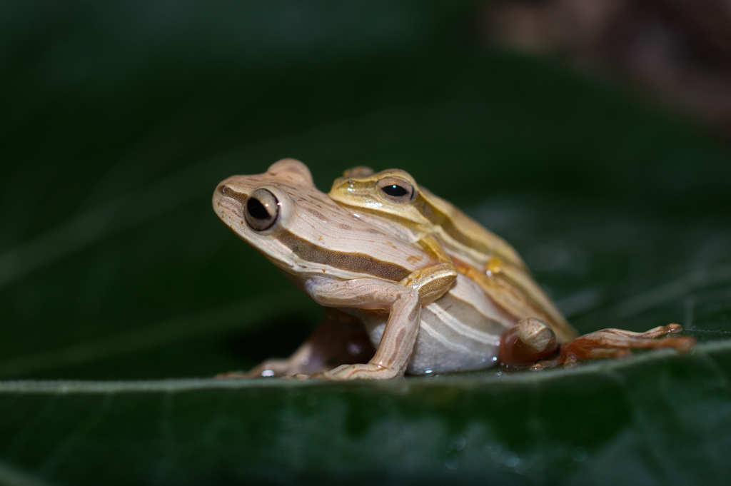 Cope's Eastern Paraguay Tree Frog from Nova Lima - MG, Brasil on ...