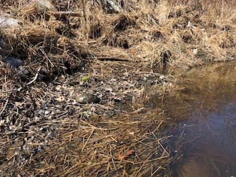 Wood Turtle in March 2021 by Greg Shute. First Turtle of the Season, it ...