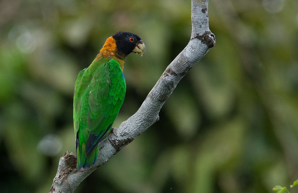 Caica Parrot in April 2018 by Luciano Bernardes · iNaturalist