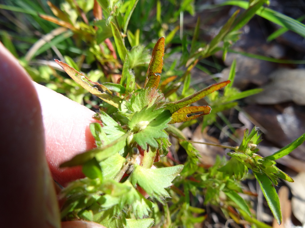 One-Seeded Mercury from Bastrop County, TX, USA on November 14, 2017 at ...