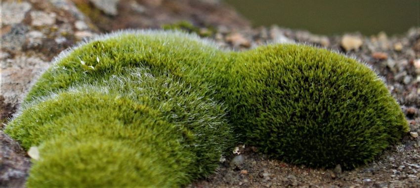 Bryopsida from Drakensberg District, South Africa on March 26, 2021 at ...