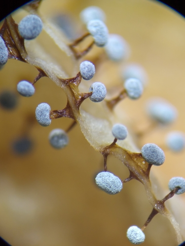 Didymium verrucisporum · iNaturalist