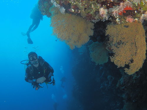 Paracis chawwa · iNaturalist