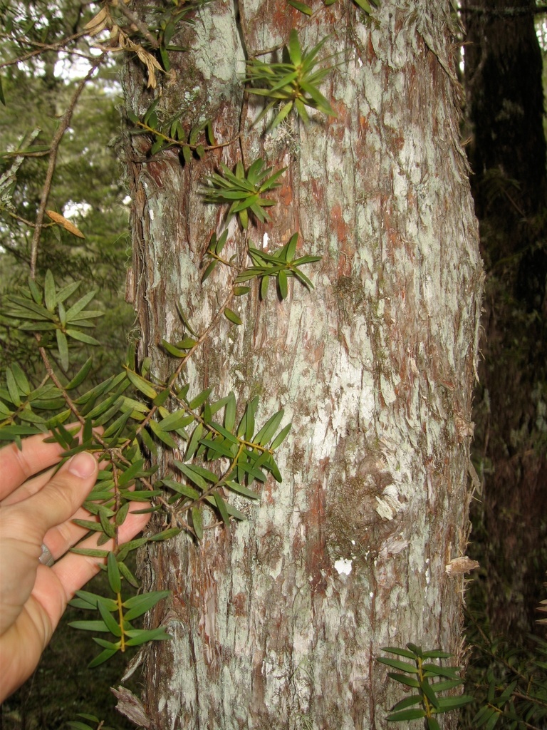 Hall's totara (Podocarpus laetus) - Botanical Realm