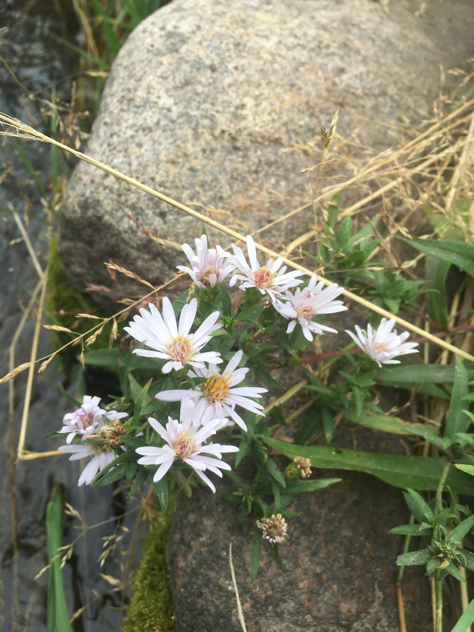 Symphyotrichum lanceolatum var. hesperium (A.Gray) G.L.Nesom