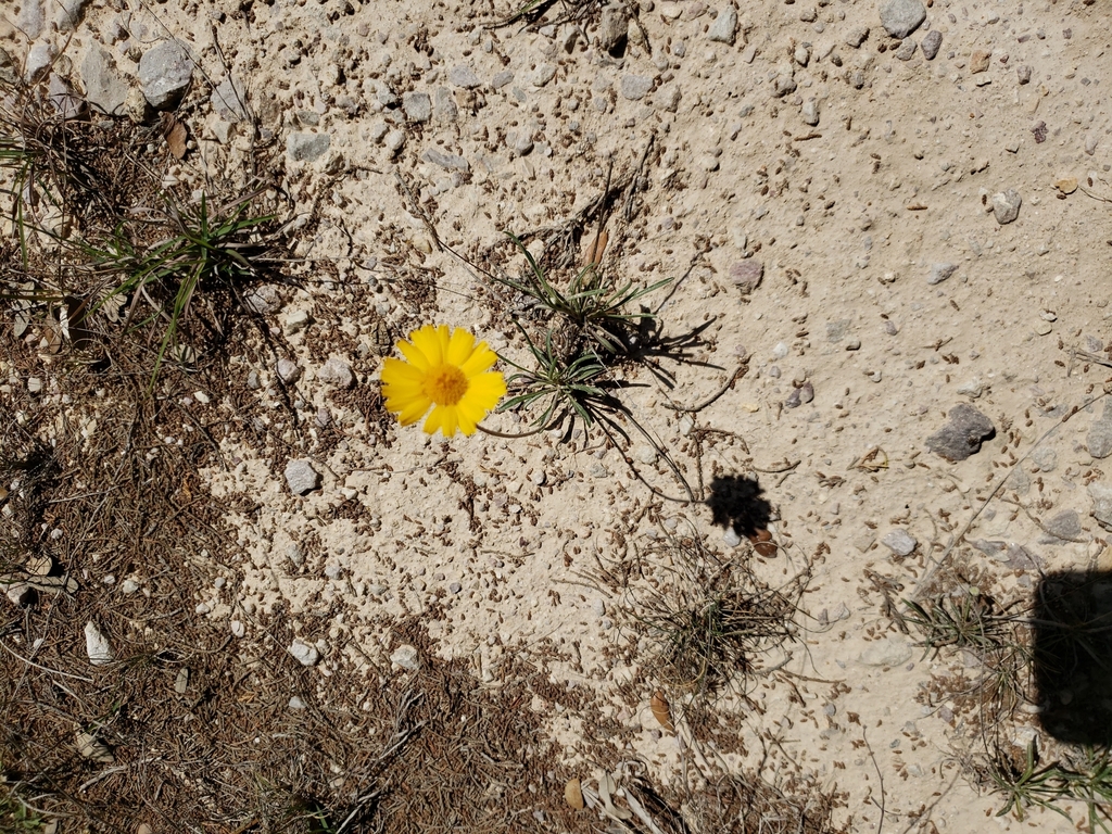 Four-nerved Daisies from Leander, TX 78645, USA on March 26, 2021 at 12 ...
