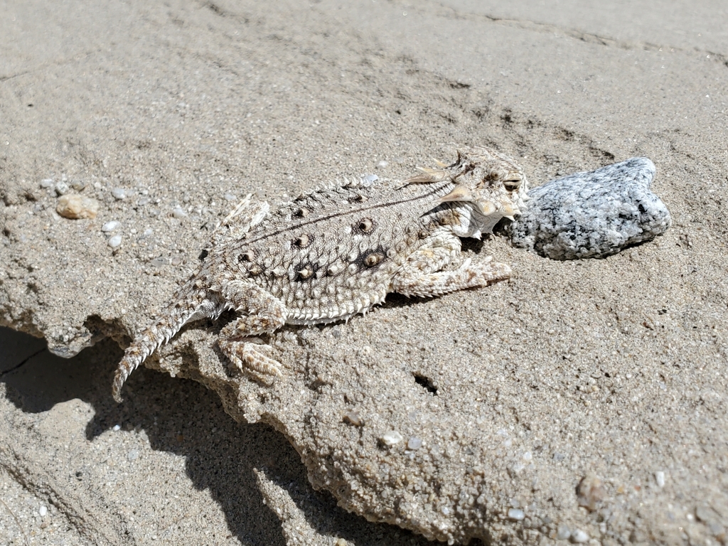 Flat-tailed Horned Lizard in March 2021 by Don Endicott. Sighted while ...