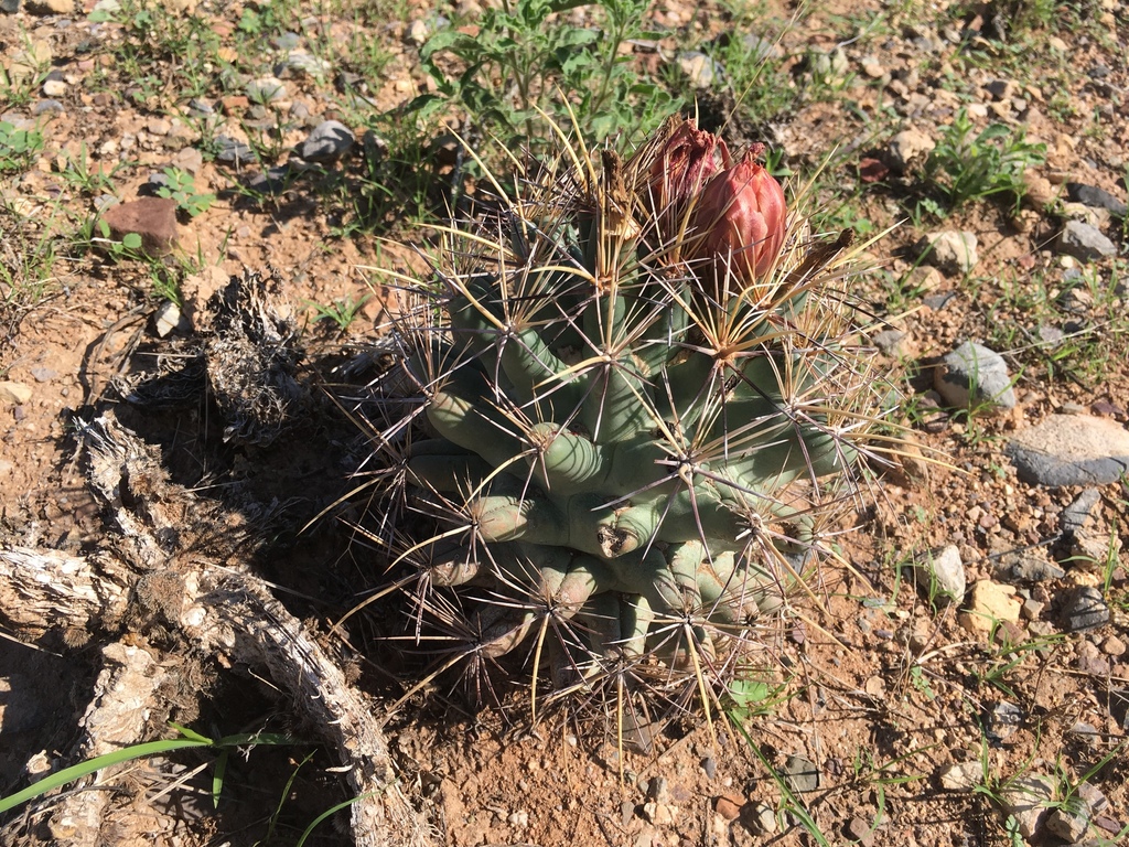 Stout Needle Mulee in August 2017 by Lauren Harter · iNaturalist