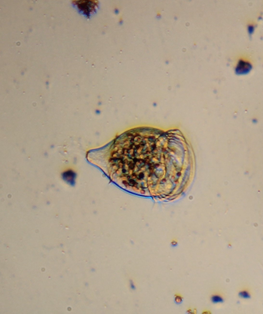 Campanella umbellaria (Linnaeus, 1758) Goldfuss, 1820