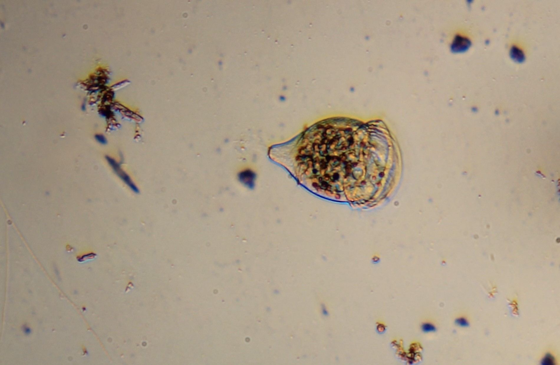 Campanella umbellaria (Linnaeus, 1758) Goldfuss, 1820