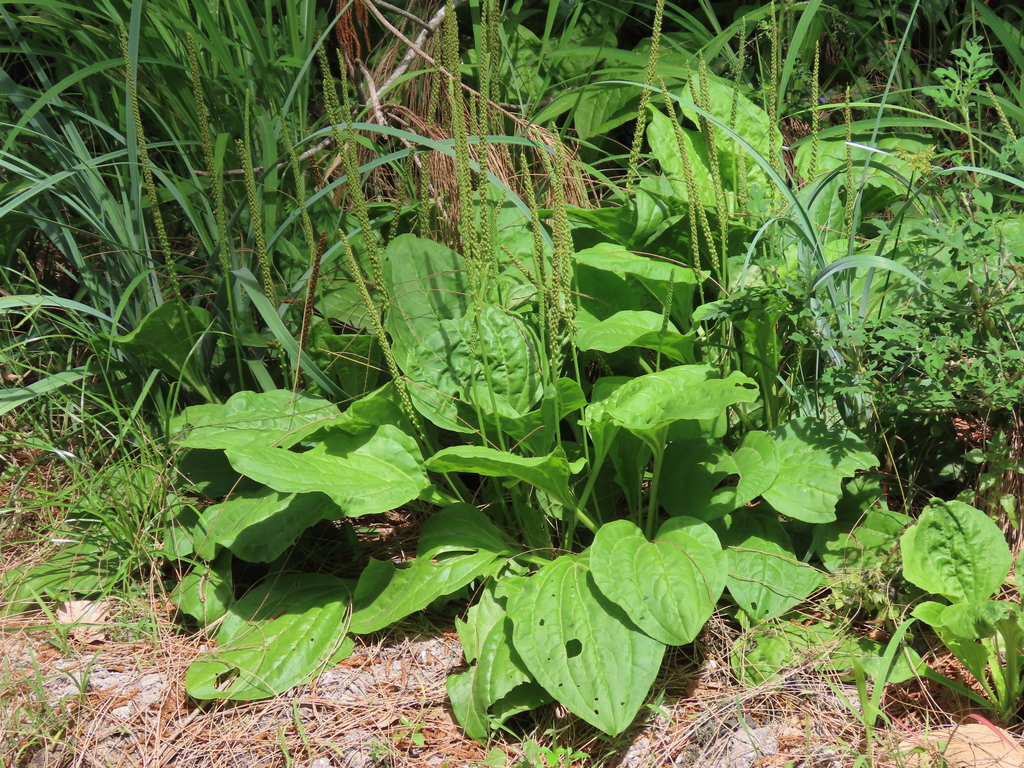 greater plantain from Pelican Island National Wildlife Refuge, FL, USA ...
