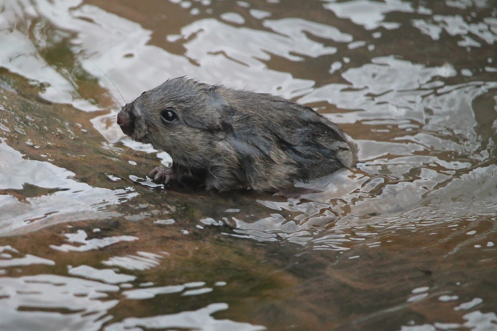 Western Amazonian Water Rat (Mammals SW Colombia) · iNaturalist