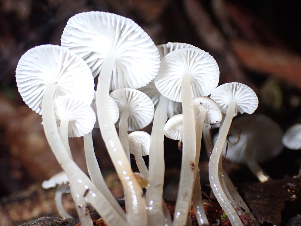 Austral Dripping Bonnet from Glenleith, Dunedin 9010, New Zealand on ...