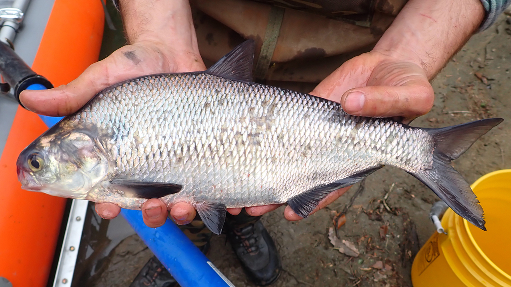 American Gizzard Shad from Ellicott City, MD, USA on March 31, 2021 by ...