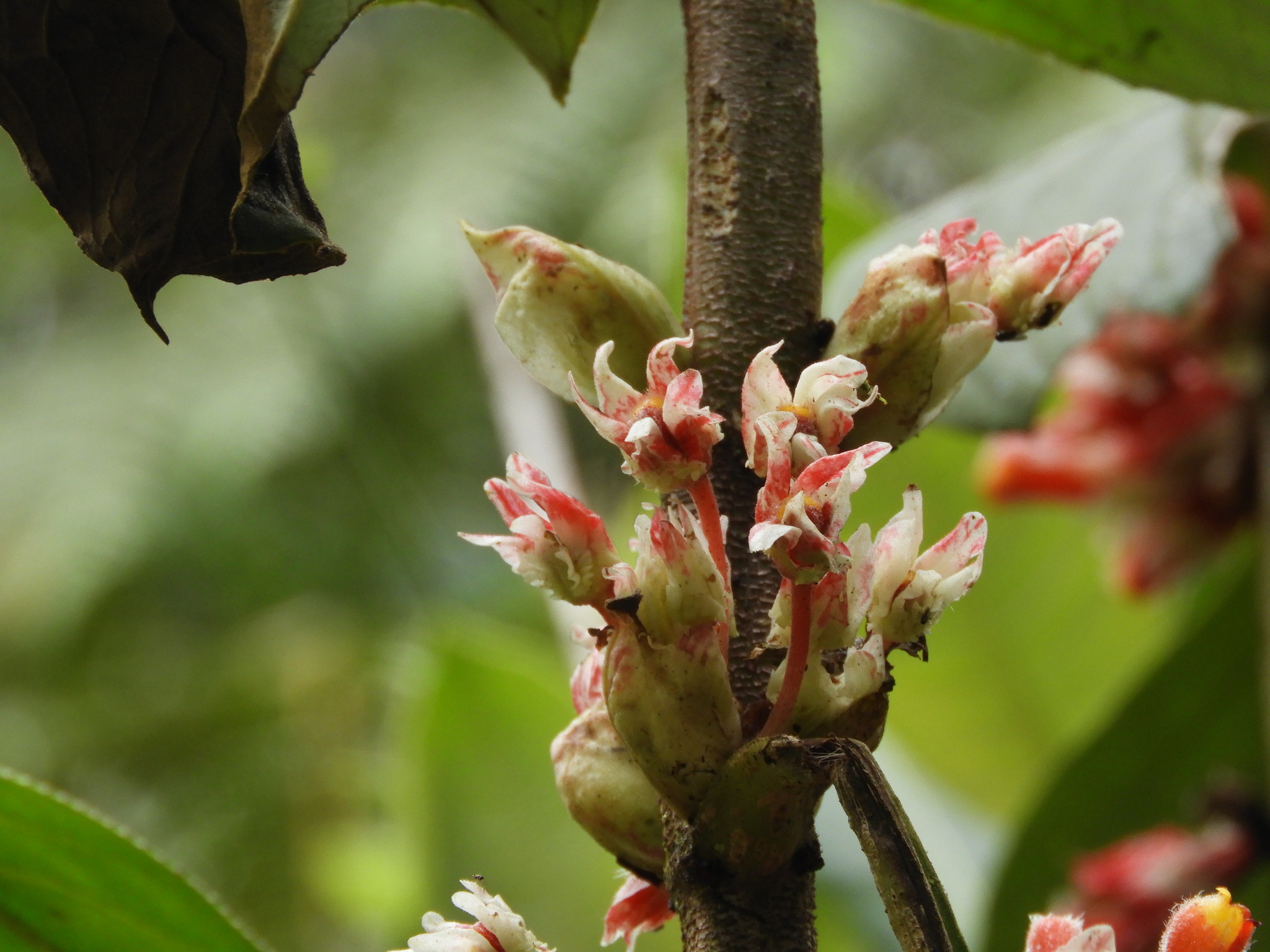 Glossoloma ichthyoderma (Hanst.) J.L.Clark
