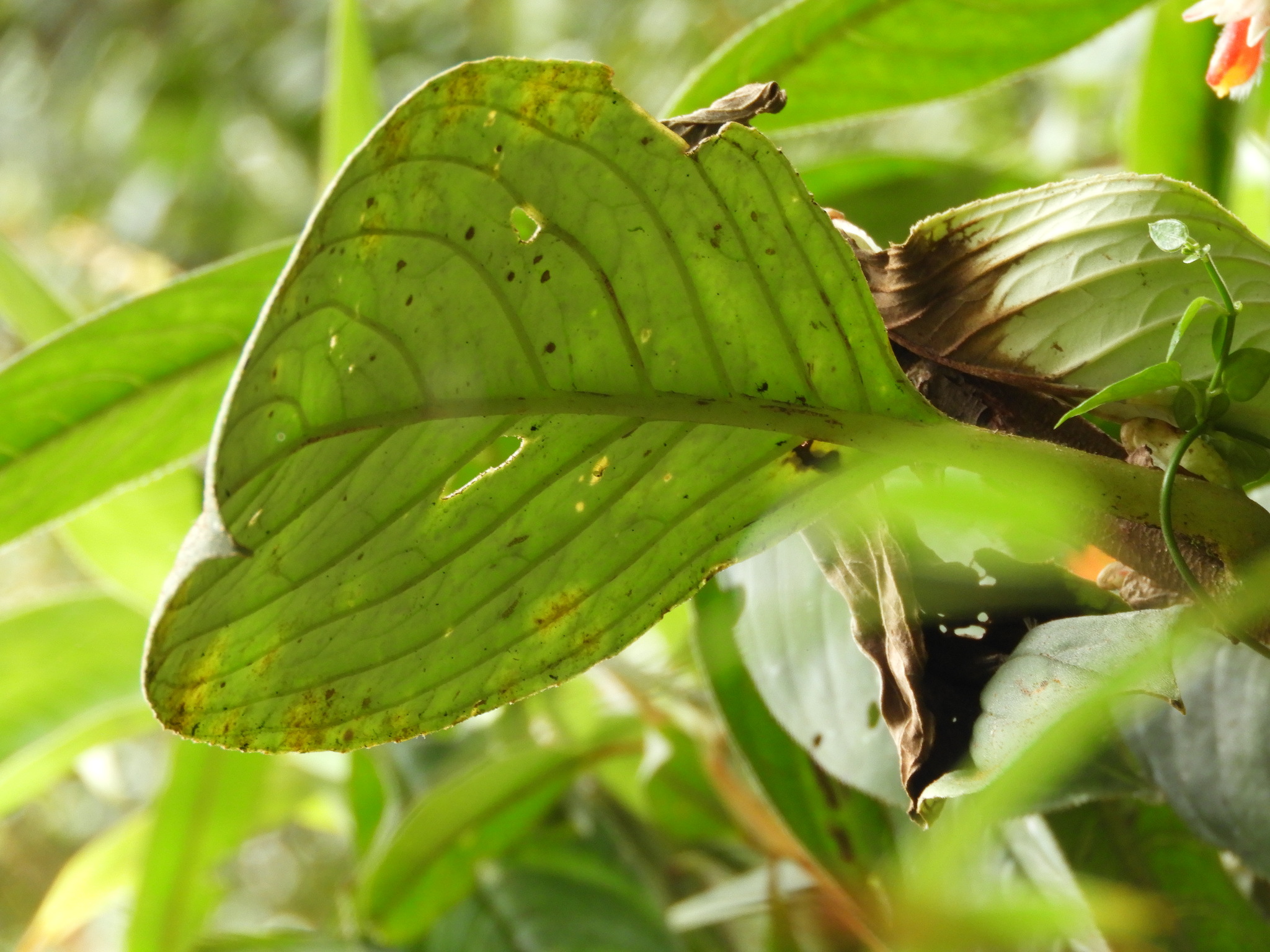 Glossoloma ichthyoderma (Hanst.) J.L.Clark