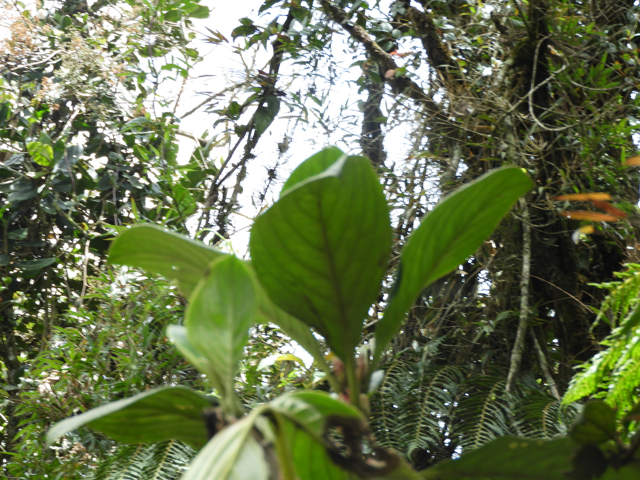 Glossoloma ichthyoderma (Hanst.) J.L.Clark