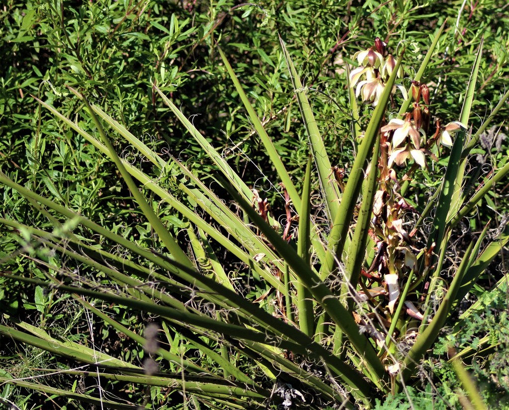 Mojave Yucca from San Diego County, CA, USA on March 31, 2021 at 09:38 ...