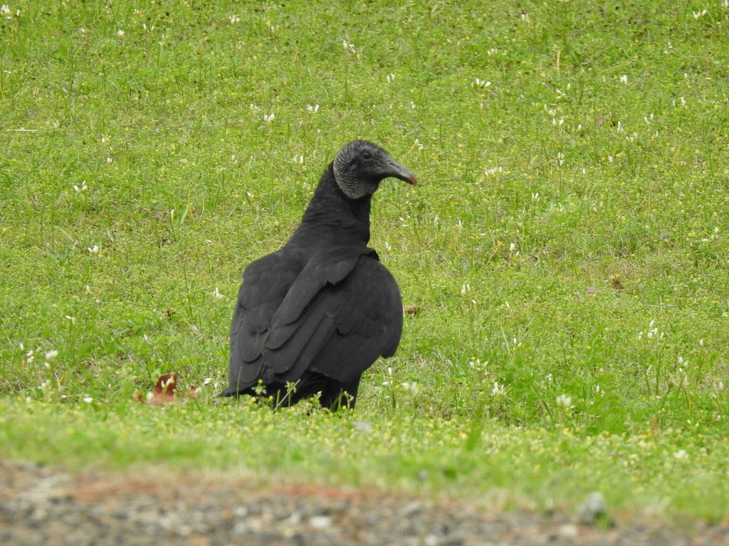 Black Vulture from Van Zandt County, TX, USA on March 31, 2021 at 09:46 ...