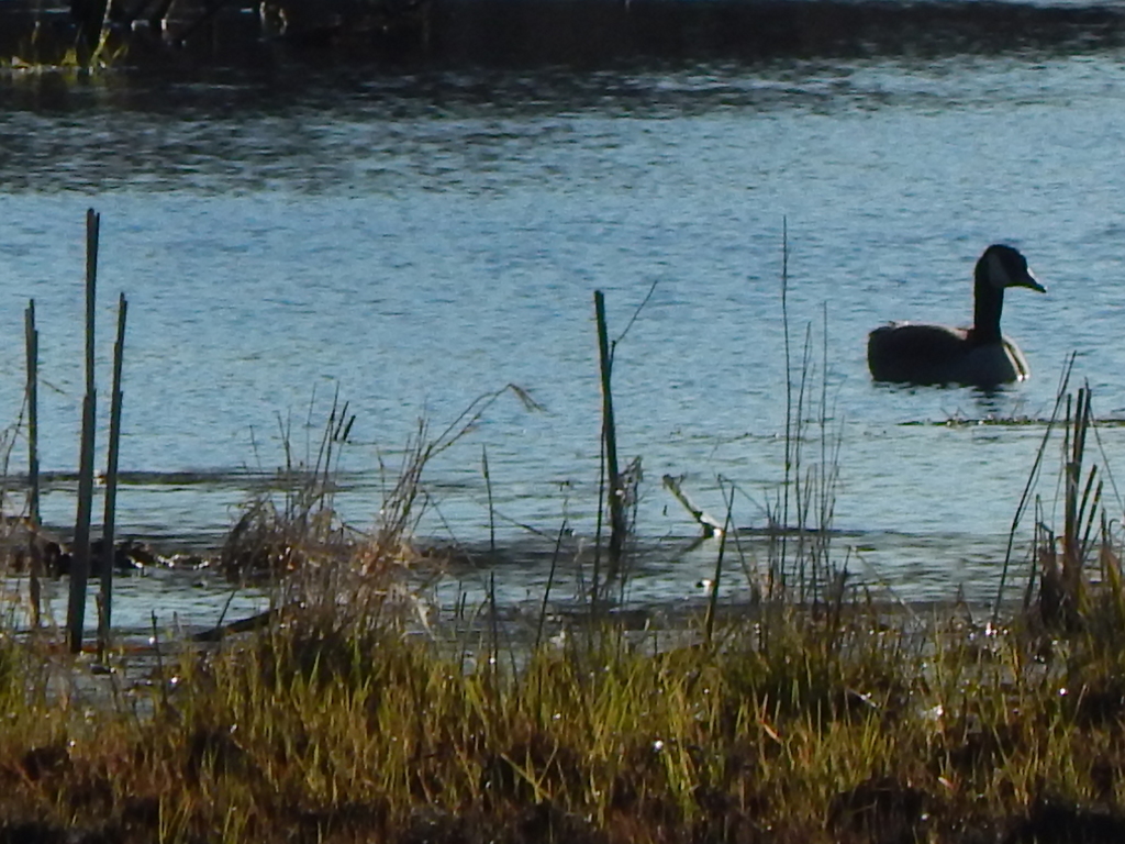 Canada Goose from Huntley, IL 60142, USA on March 29, 2021 at 07:30 PM ...