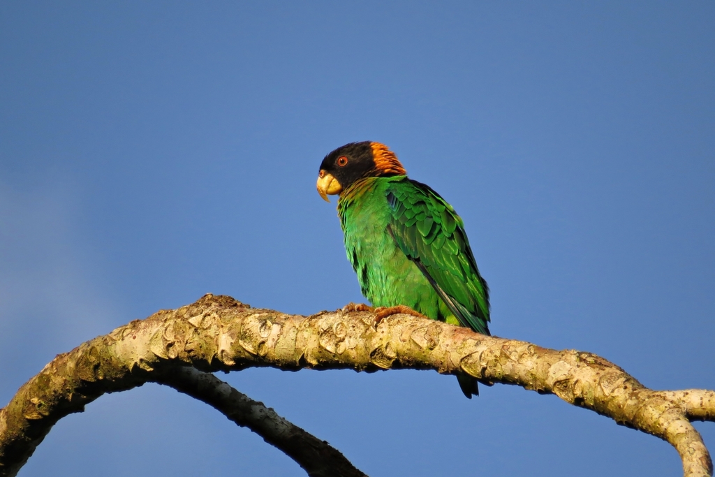 Caica Parrot in July 2016 by Tomaz Nascimento de Melo. Ramal do Pau ...