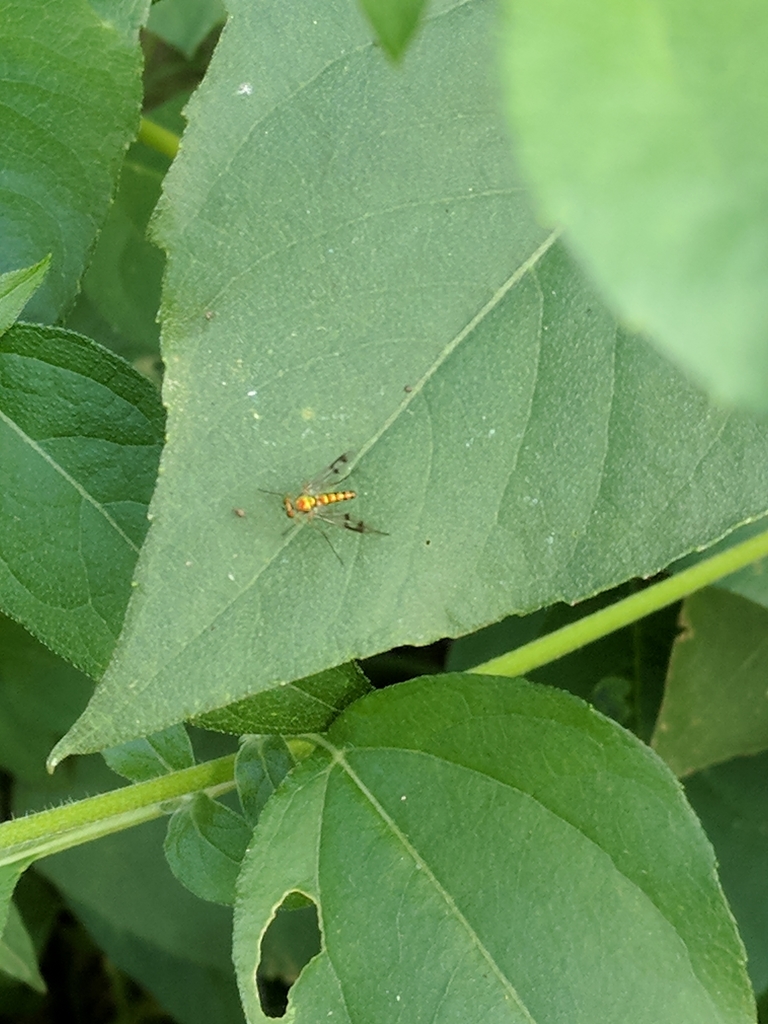 Long-legged Flies from 6018 Atwood St, Austin, TX 78741, USA on ...