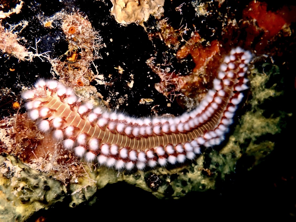 Bearded Fireworm from BQ on March 28, 2021 at 08:37 AM by ...