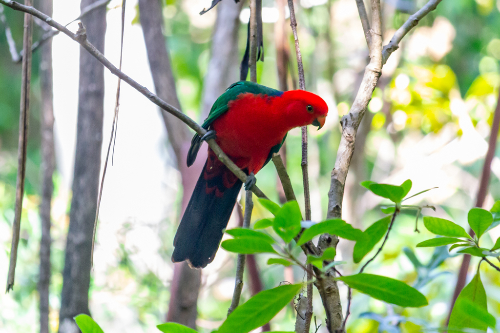 Australian King-Parrot from Glen Eden QLD 4680, Australia on April 01 ...
