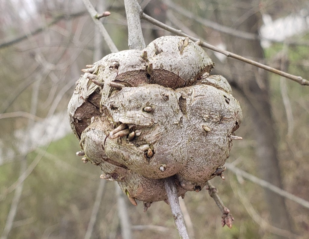 Horned Oak Gall Wasp from Anne Arundel County, MD, USA on March 31 ...