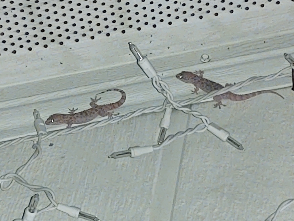 Mediterranean House Gecko from Troy, TX 76579, USA on March 30, 2021 at ...