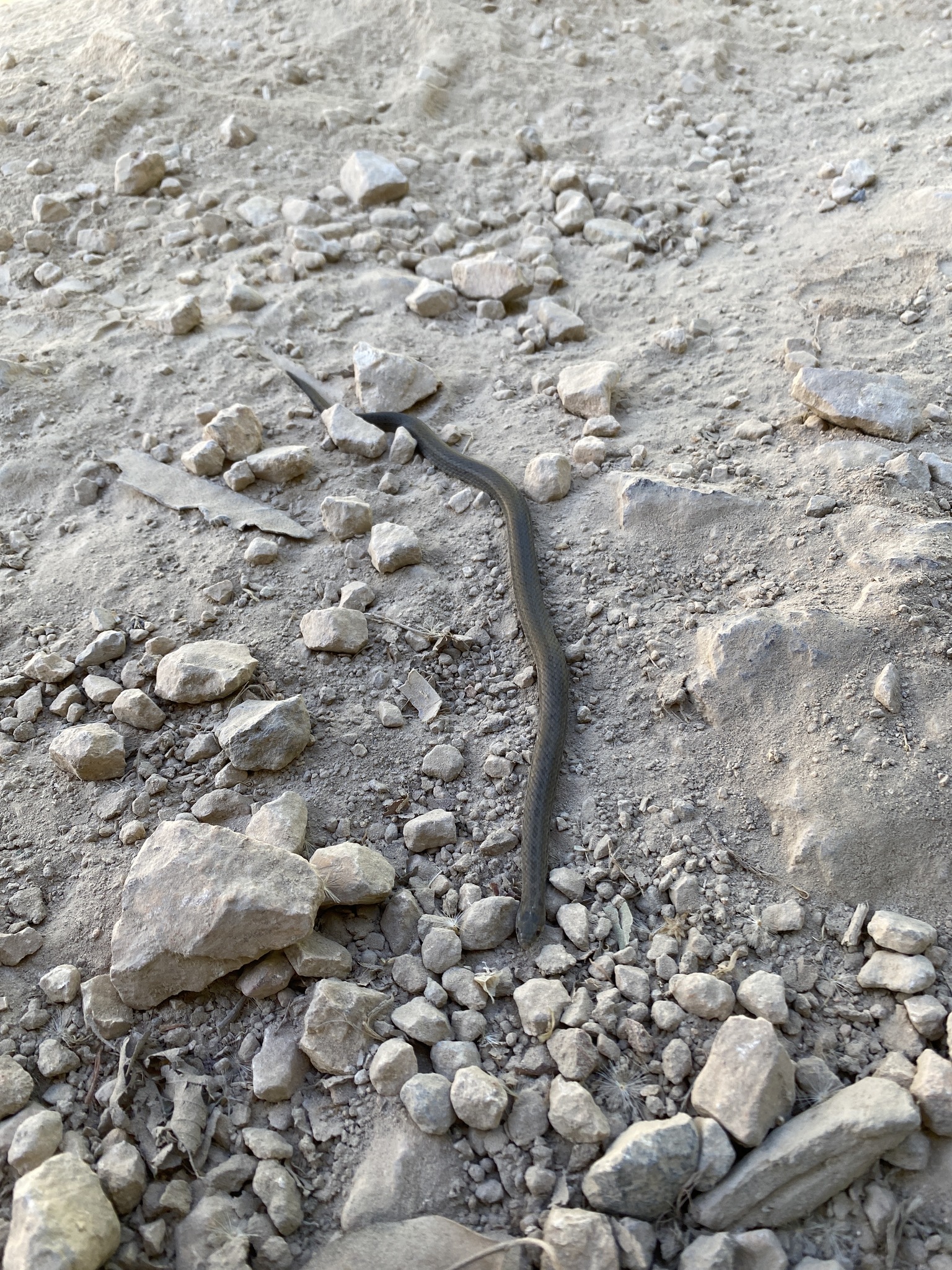 Conopsis biserialis (Taylor & Smith, 1942)