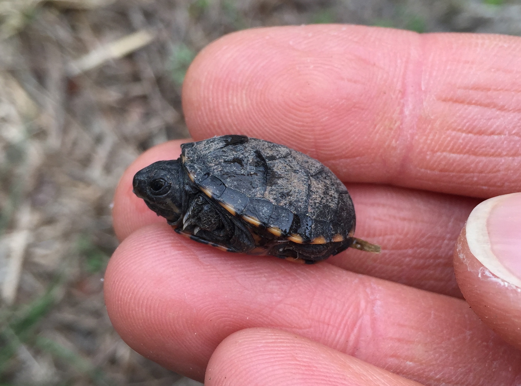 Mud Turtle Hatchling Care