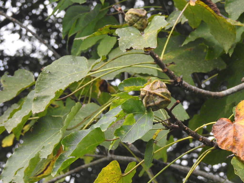 mu oil tree from Hualien, Taiwan, Taiwan on November 15, 2020 at 03:01 ...