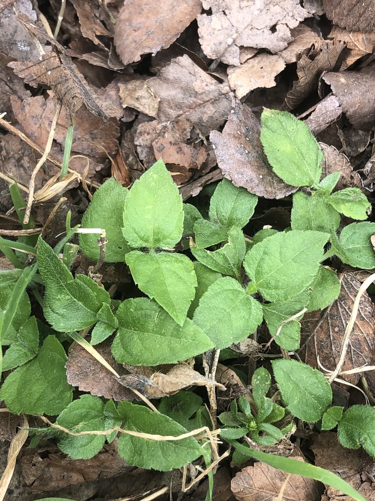 straggler daisy from Shoal Creek, Austin, TX, US on March 11, 2021 at ...