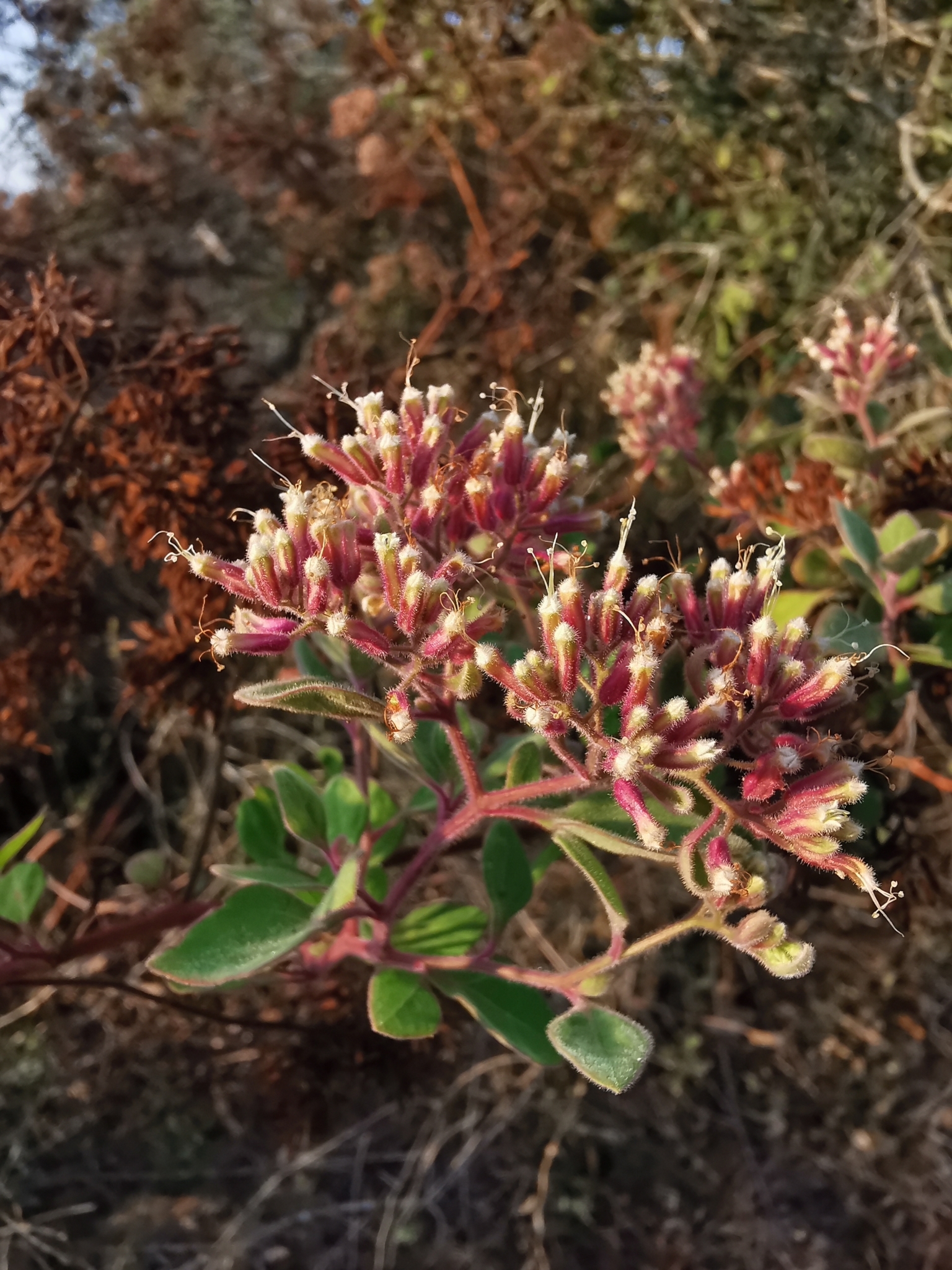 Salpianthus arenarius Humb. & Bonpl.