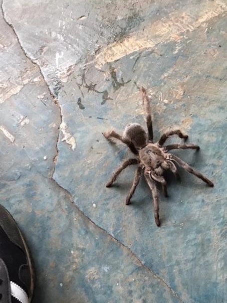 Eumenophorine Baboon Spiders from Hoima, UG on March 30, 2021 at 08:21 ...