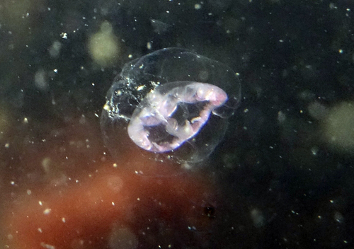 Genus Mitrocomella · iNaturalist