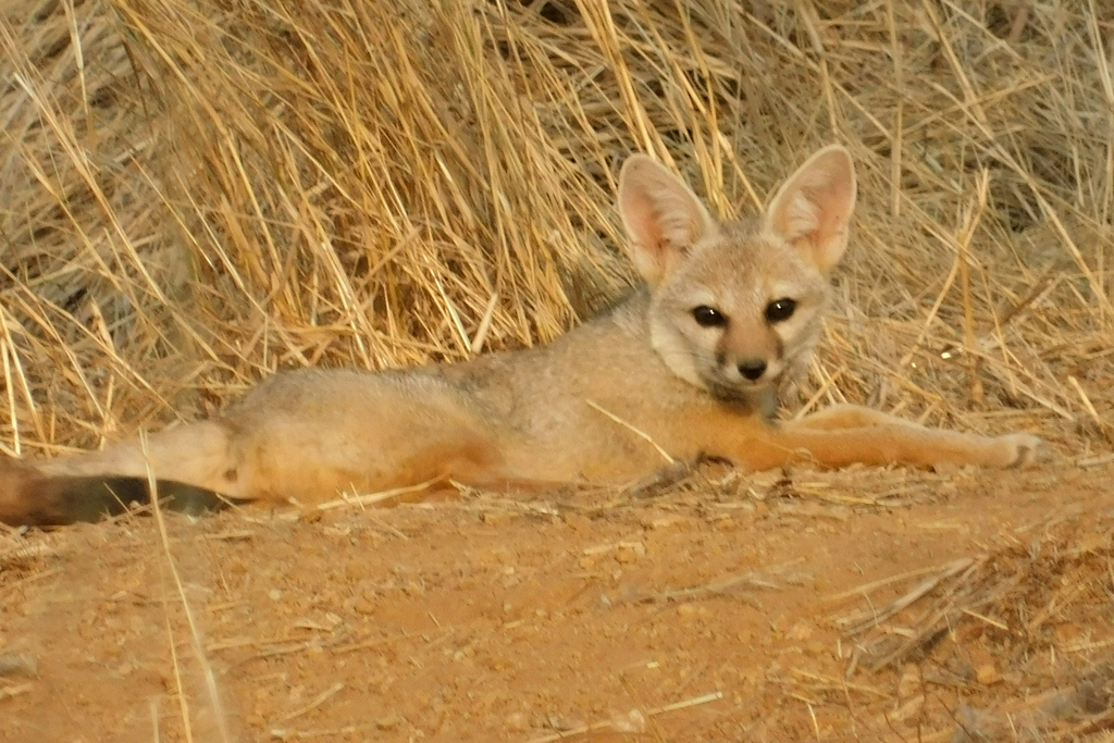 Indian Fox (Vulpes bengalensis) - Know Your Mammals