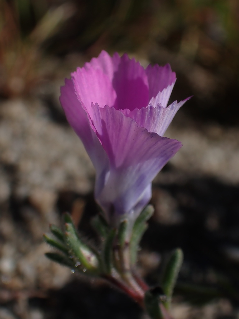 fringed linanthus from Redlands, CA, US on March 31, 2021 at 08:34 AM ...