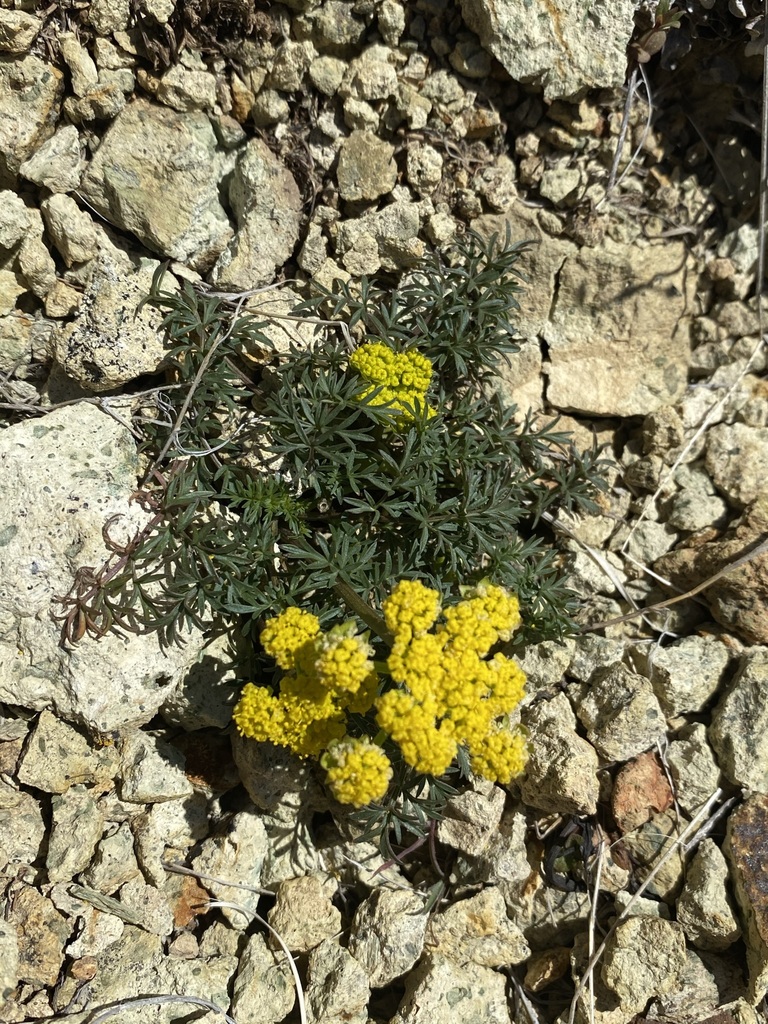Cous-root Desert-parsley from Malheur, Oregon, United States on March ...