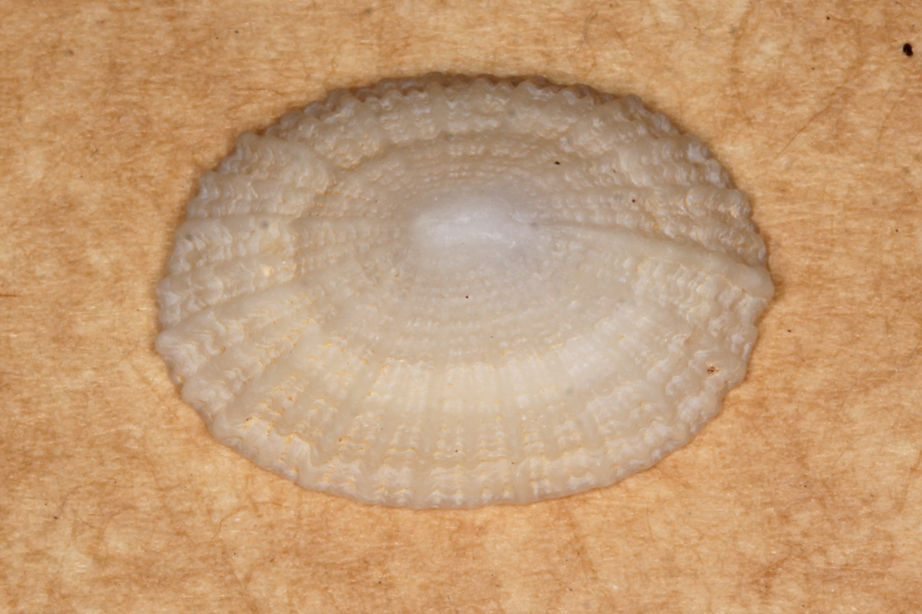 Cap-shaped False Limpet from Bastion Pt, Mallacoota VIC 3892, Australia ...