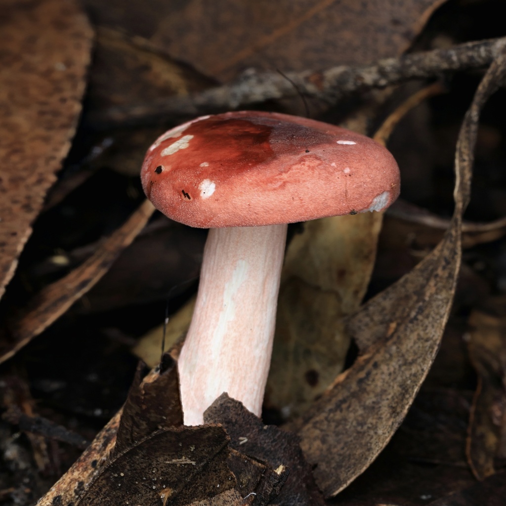 blood red russula from Berowra Valley Regional Park, Cherrybrook, NSW ...