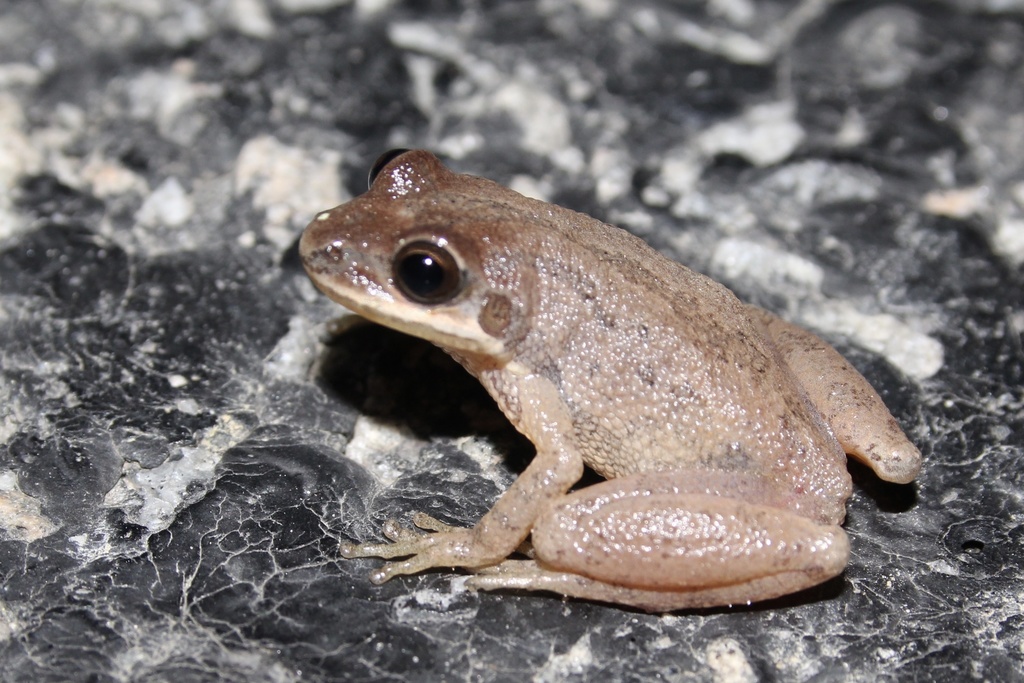 Upland Chorus Frog from SR-622, Emporia, VA, US on April 01, 2021 at 12 ...